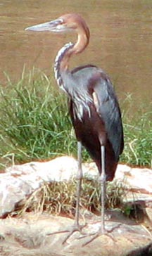 East African Birds - Our Heritage Collection