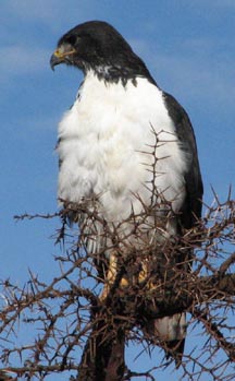 East African Birds - Our Heritage Collection