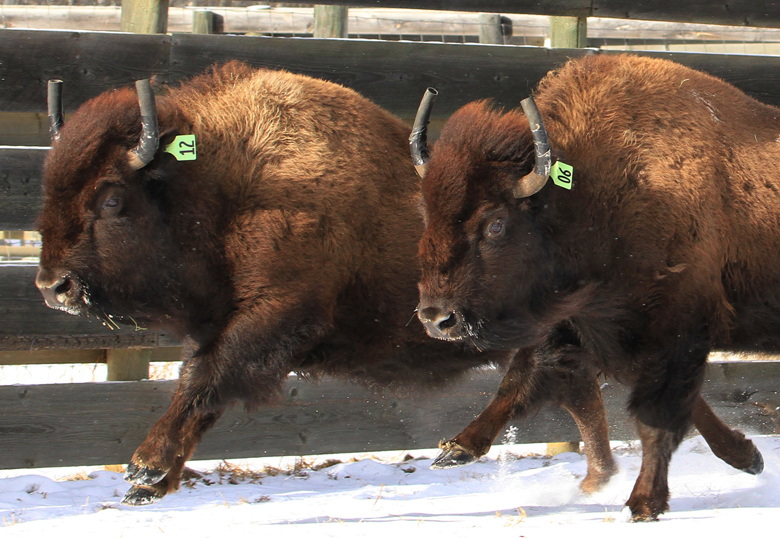 Little Bear plays role in bringing bison back to Banff | UNews