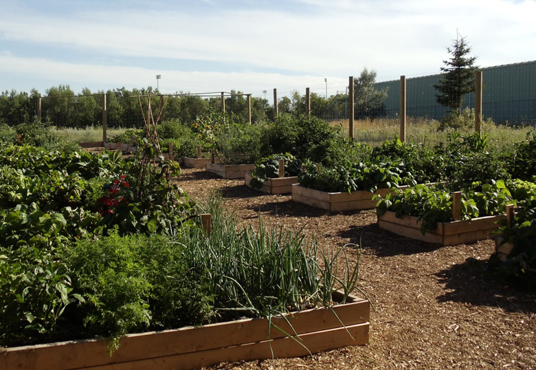 Campus Roots Community Garden doubles its size | UNews