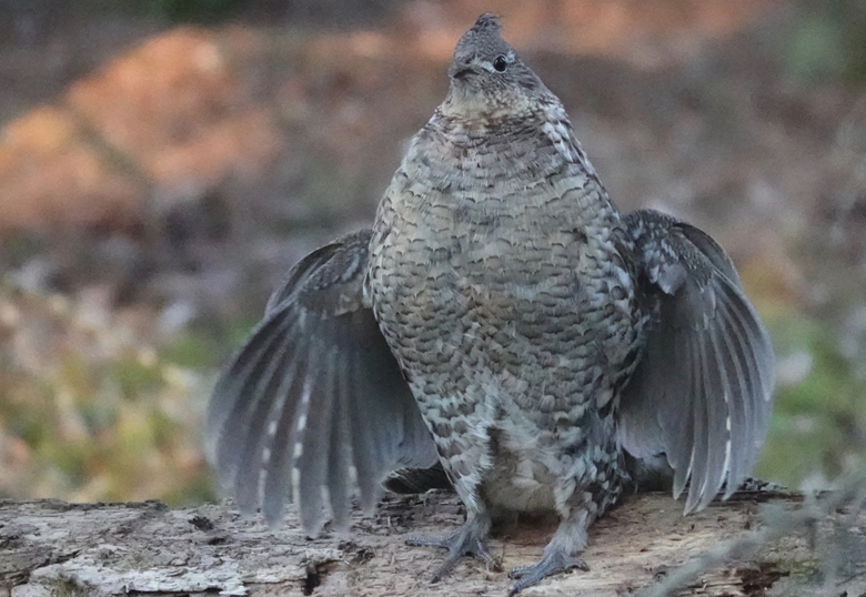 Ruffed Grouse study to aid in management of prized game bird | UNews