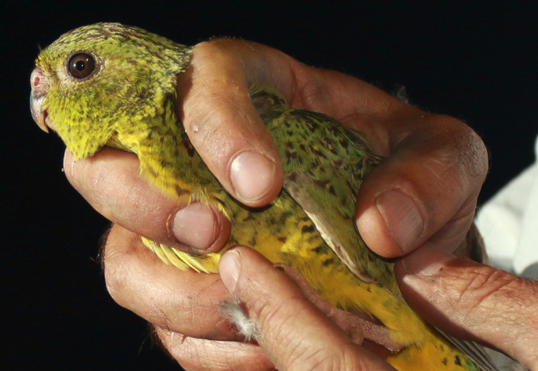 Mysterious Night Parrots may not see in the dead of night | UNews