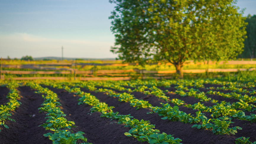 Sustainable potato production the focus of new funding for University ...